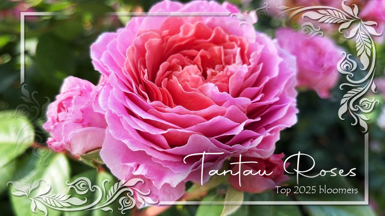 Tantau Roses: Unveiling Our 2025 Top Bloomers! • French Garden Roses ...
