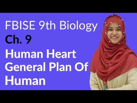 9th Class Biology FBISE - Ch 9 - Human Heart- 9th Biology Federal Board ...