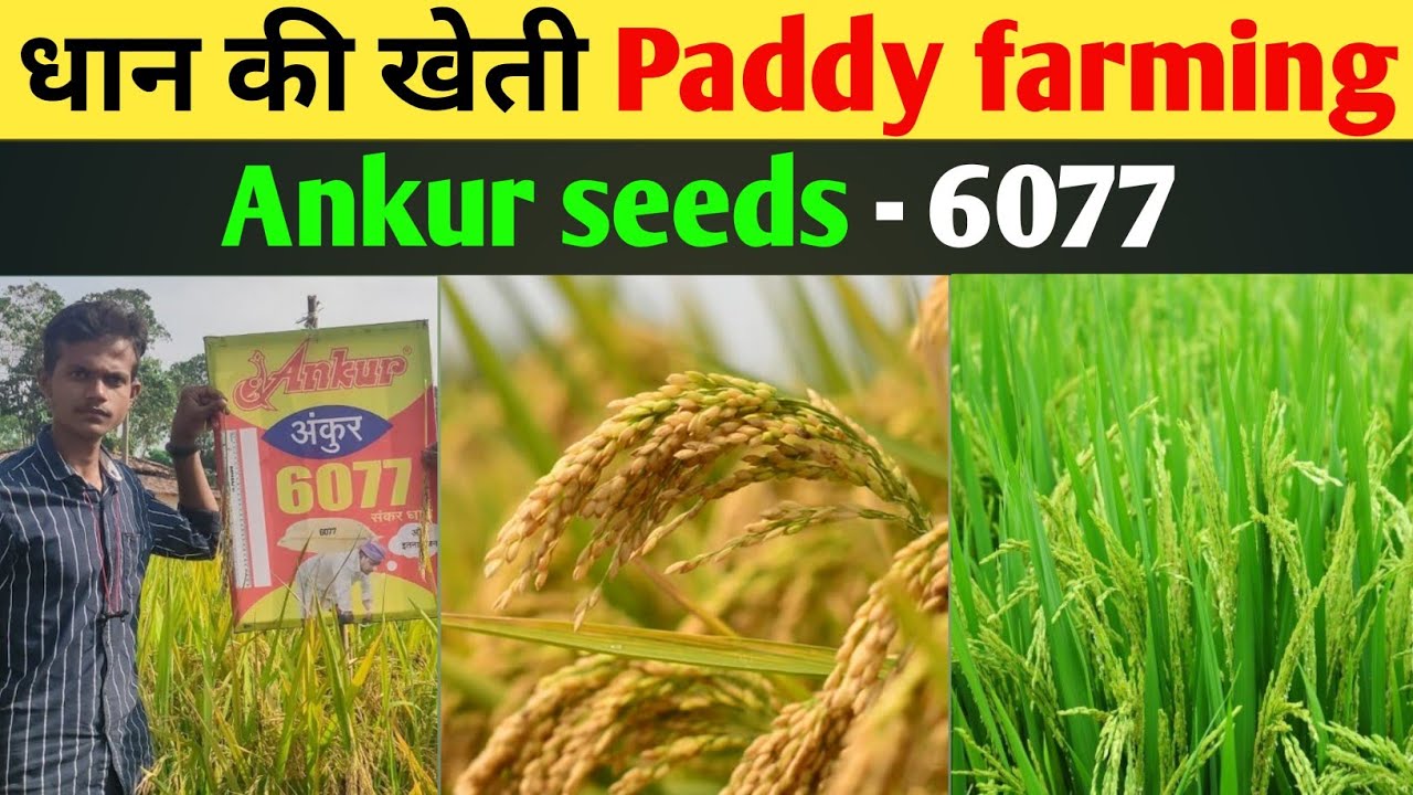 Ankur Seeds- 6077 Rice, सबसे ज्यादा पायेदावार देने वाली धान की अच्छी ...