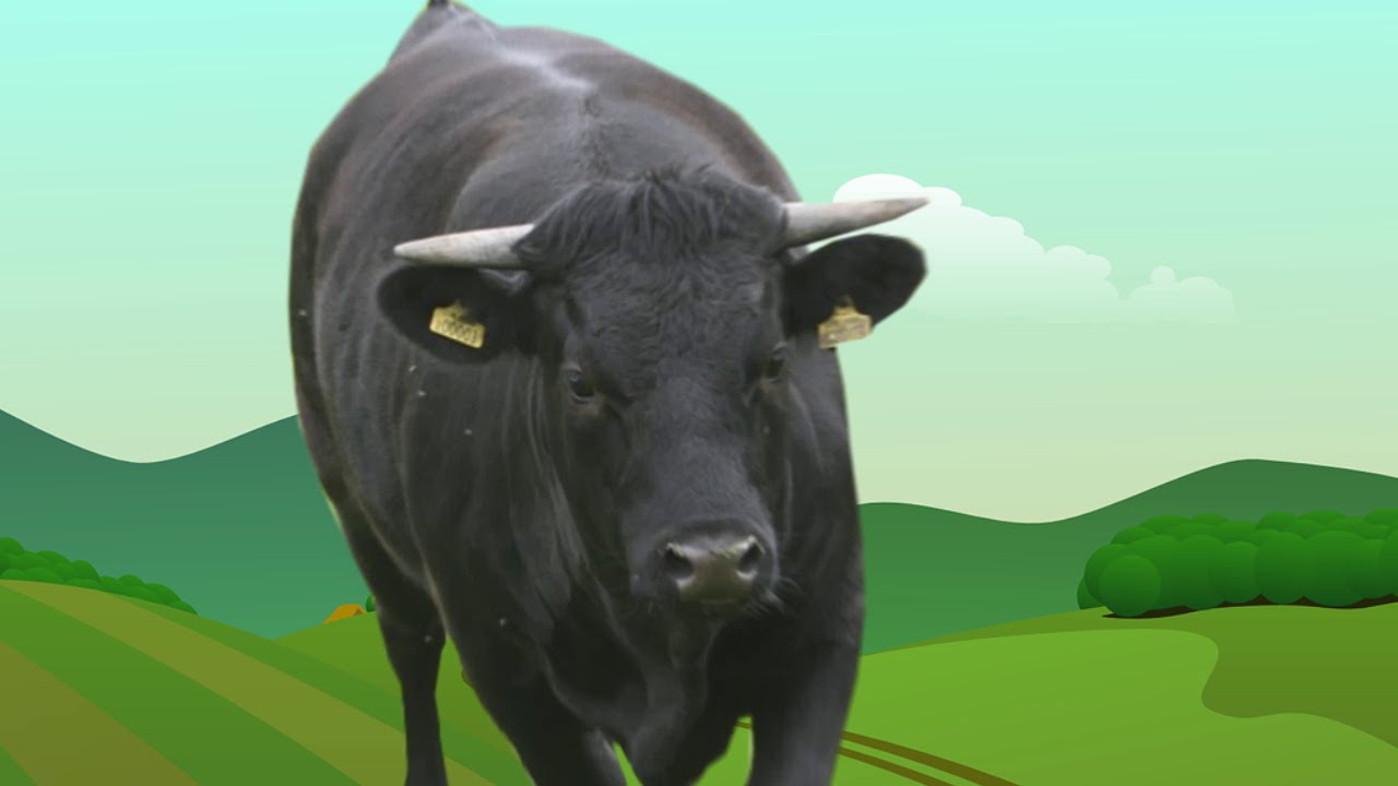 Daddy finger song COW nursery rhymes - cow Finger Family - YouTube