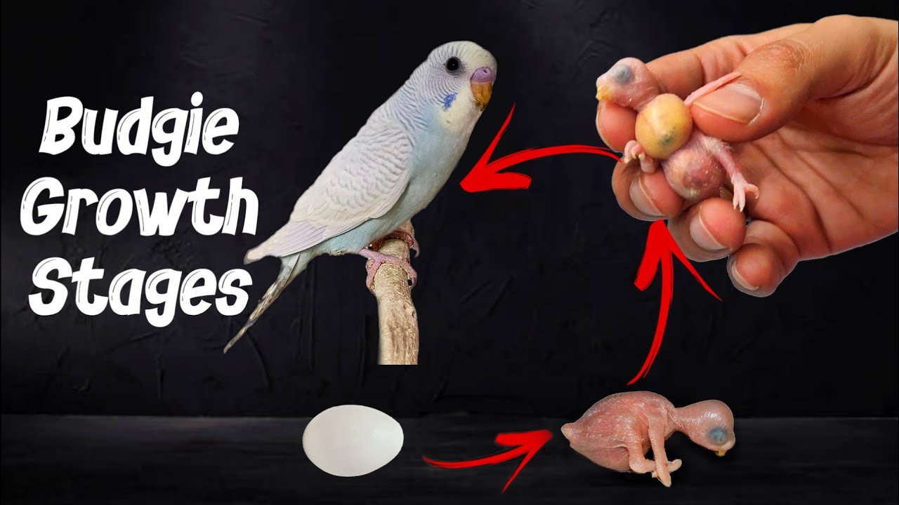 The Incredible Transformation: Day 1 to Day 30 - Budgie Growth Stages ...