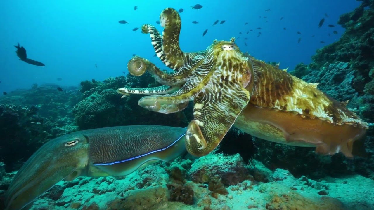 Oman Sepien - YouTube