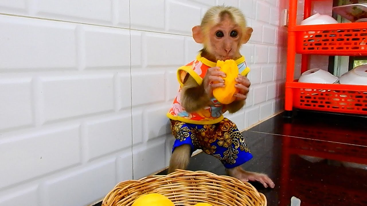 Smart Monkey Jack very Cute & Active Manner With Obedient Mom Wearing ...