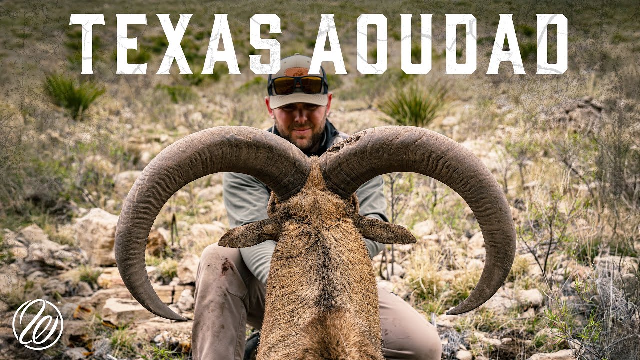 DOUBLE UP on Barbary Sheep - Hunting BIG Aoudad in the Mountains of ...