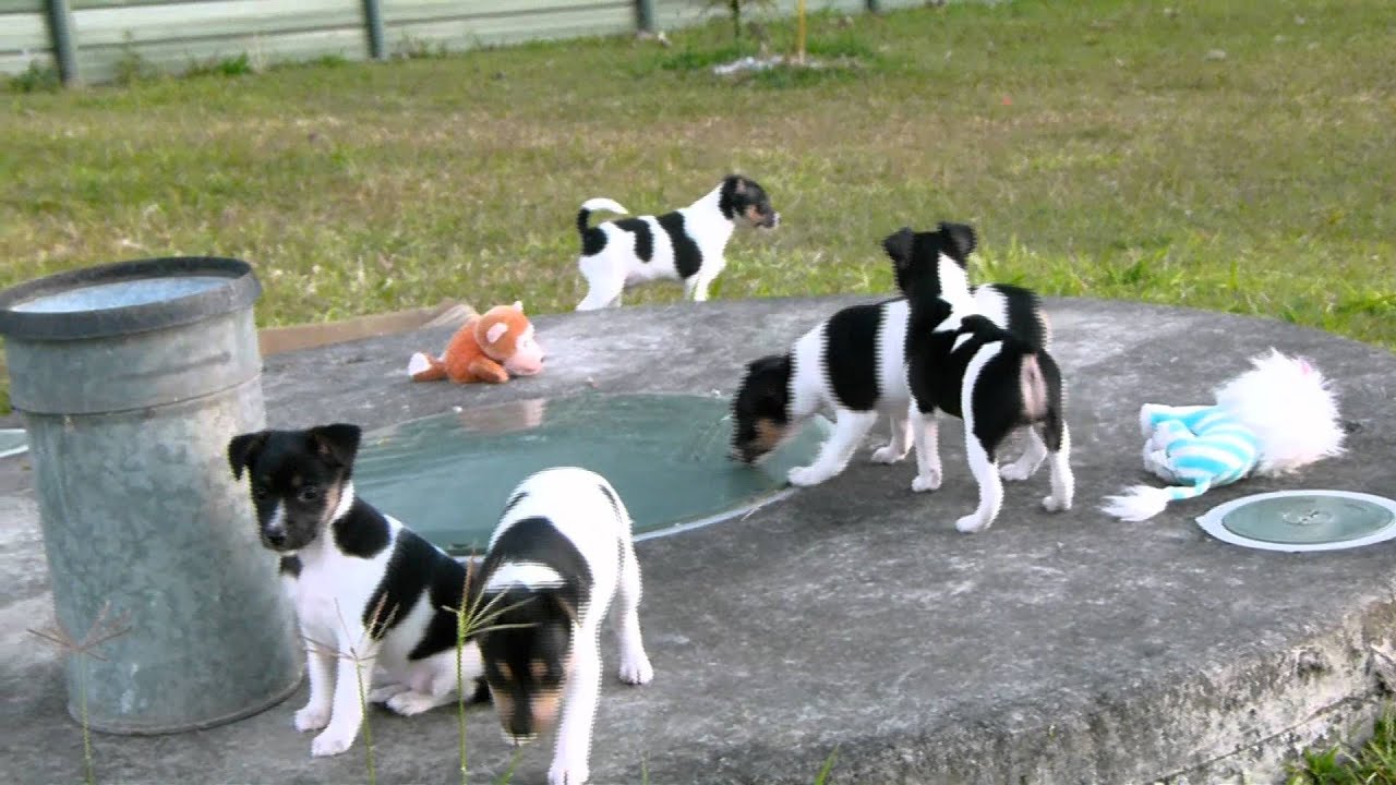 'Poshi's Pups - YouTube