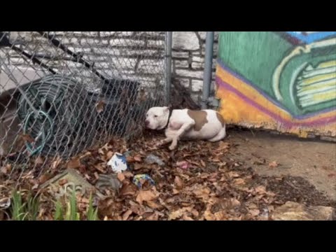 Two rescues, two babies that need your prayers - Stray Rescue of St ...