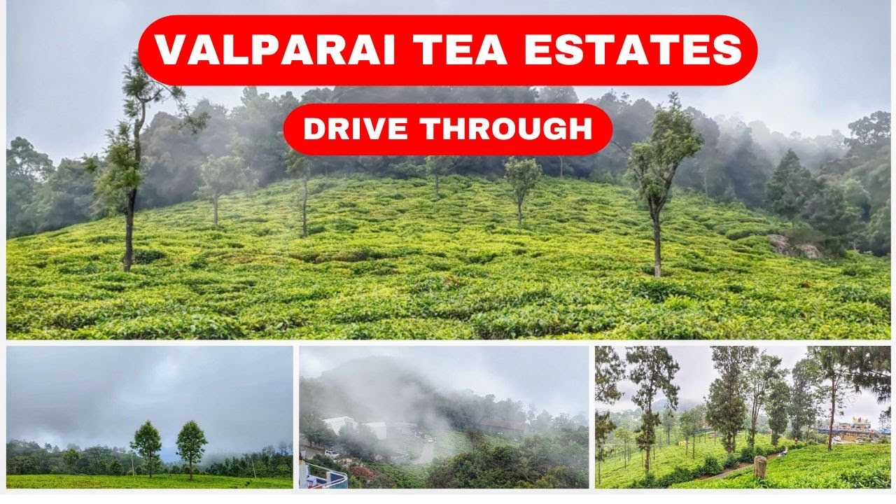 Valparai Tea Estate Drive Through || Places to visit in Valparai || Ep ...