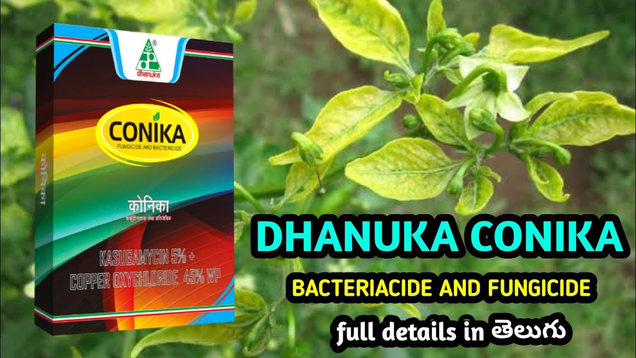 Dhanuka conika | fungicide and bactericide | kasugamycin - 5% | copper ...