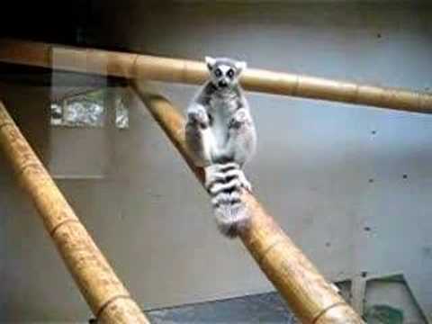 Baby Lemur - YouTube