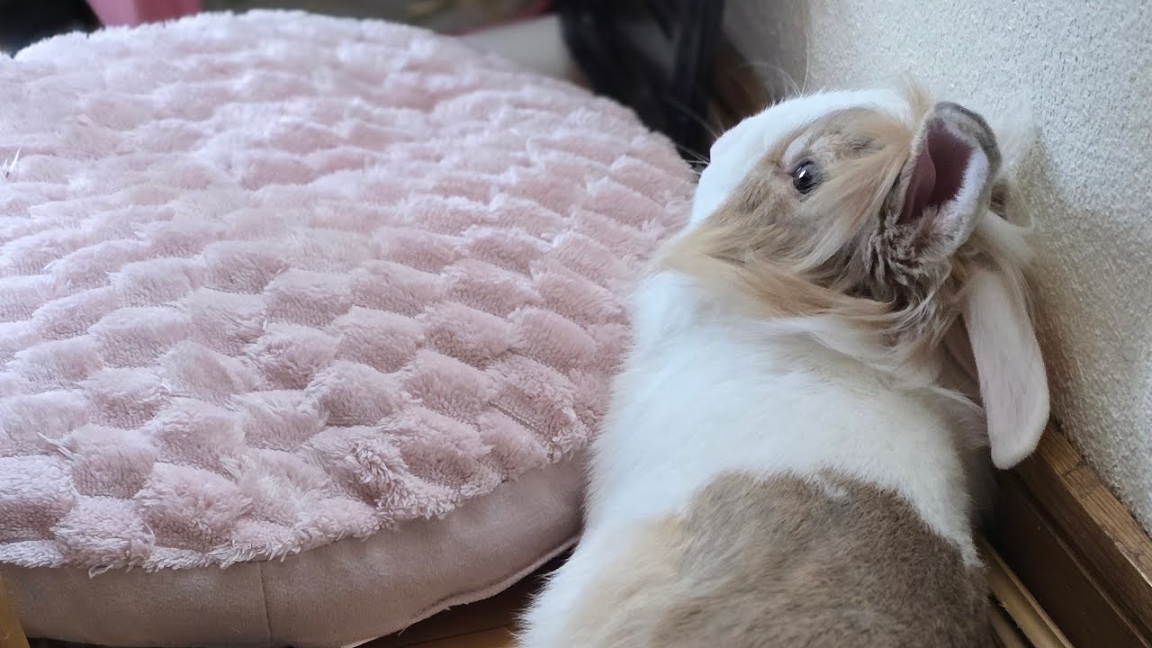 Mofu, the Tokyo bunny 東京の うさぎ モフ! is live! #bunny #livestream #live # ...