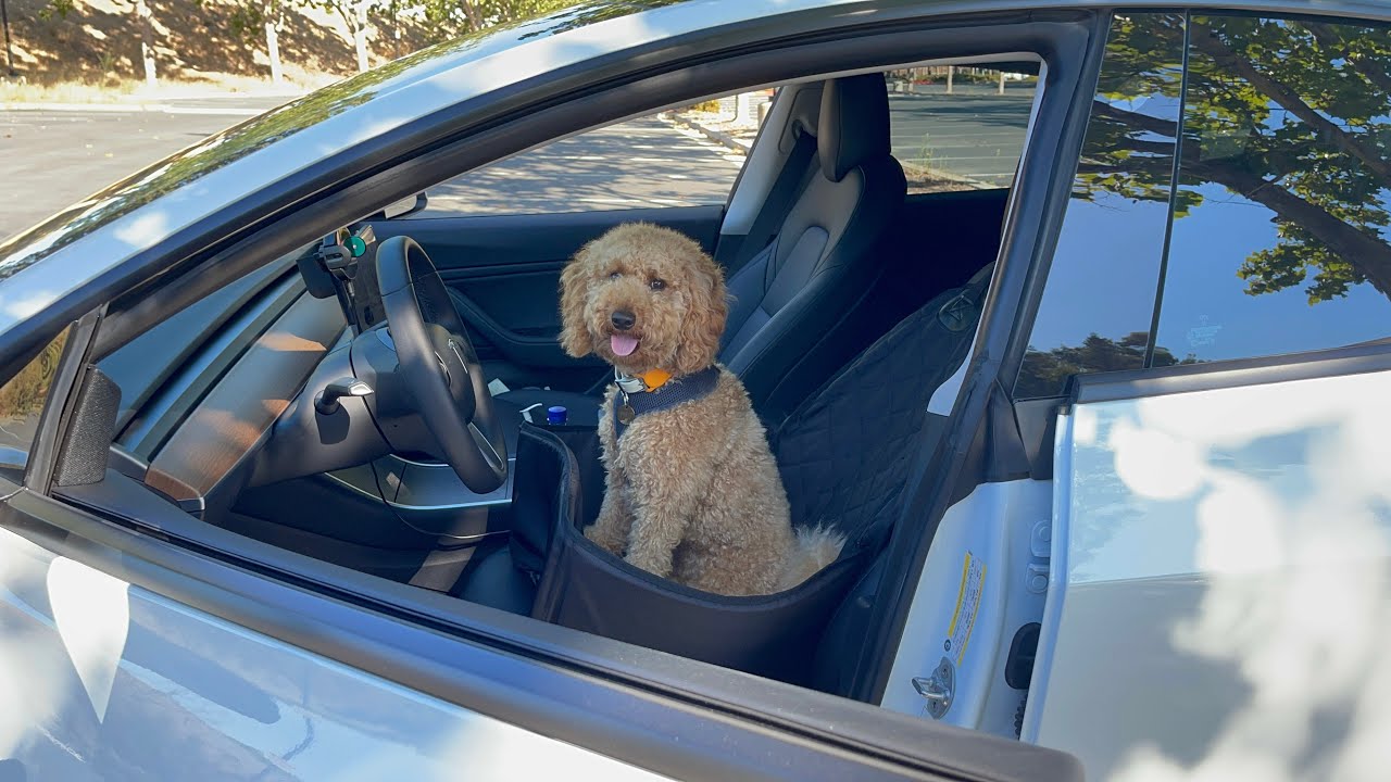 Teaching Our Dog to Drive // Tesla Summon // f1b Mini Goldendoodle ...