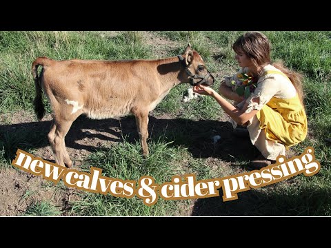 Summer Vlog | New Heifer Calf | Cider Pressing - YouTube