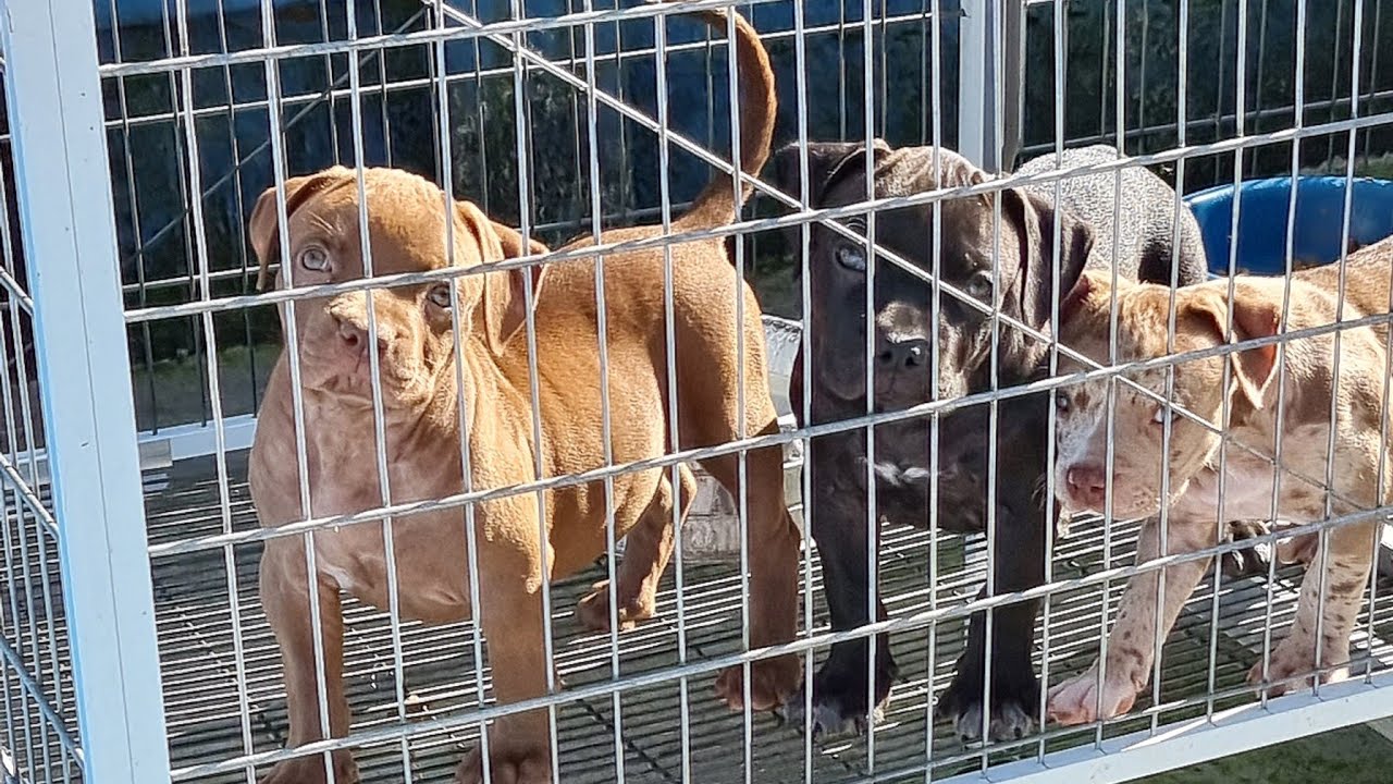 MAIS MELHORIAS NO NOSSO CANIL...FILHOTES DISPONÍVEIS - YouTube