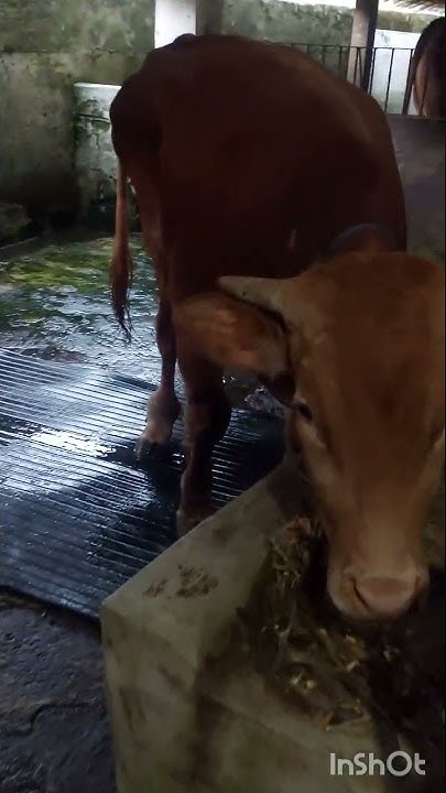 Peternakan Sapi Simental Super, Ada yang Mau di afkir karena sakit pincang - YouTube