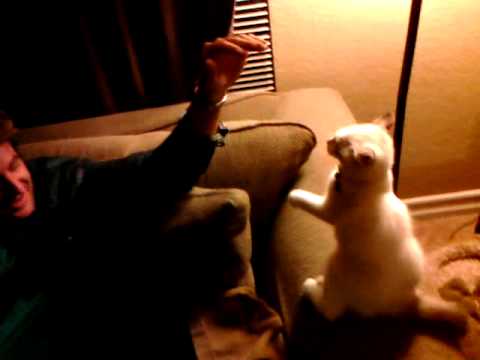 Scott Honey Stripper and Pussy Cat