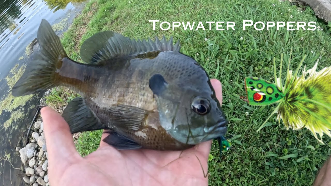 How To Catch Bluegill and Bass With a Fly Rod | Pond Hopping Special ...