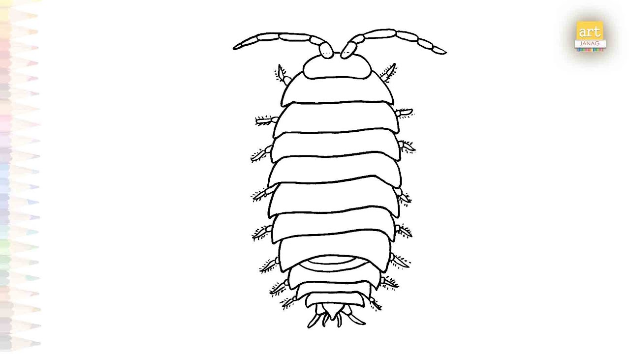 Sow Bug drawing easy | Art tutorial | How to draw Woodlouse step by ...