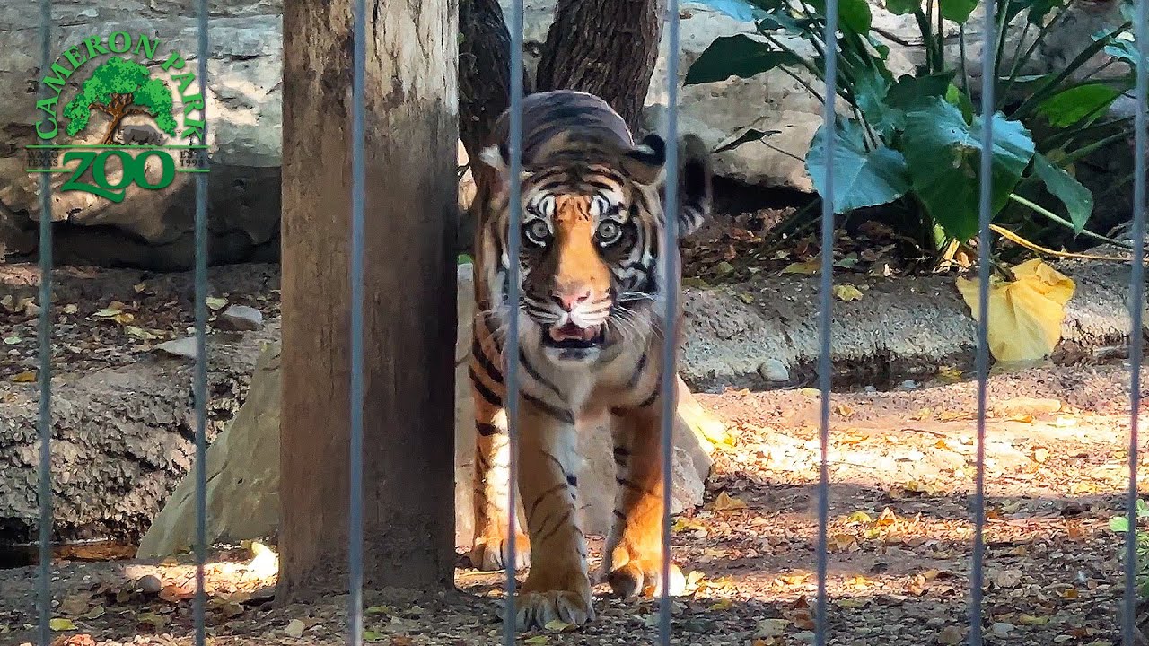 Face to Face with a Sassy Sumatran Tiger - YouTube