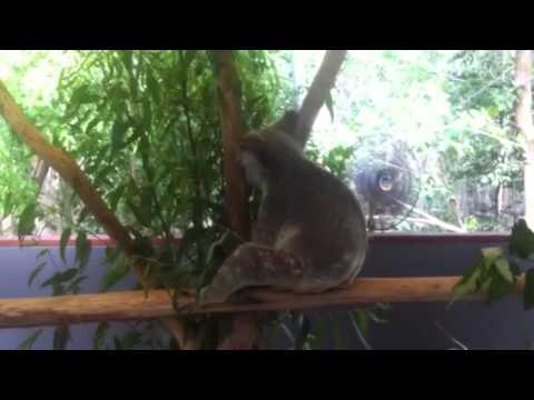 Actual Koala attack - real killer Koala!!! Must see this stunning video. - YouTube