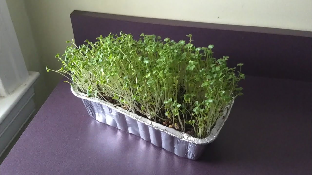 Easy DIY Microgreens - YouTube