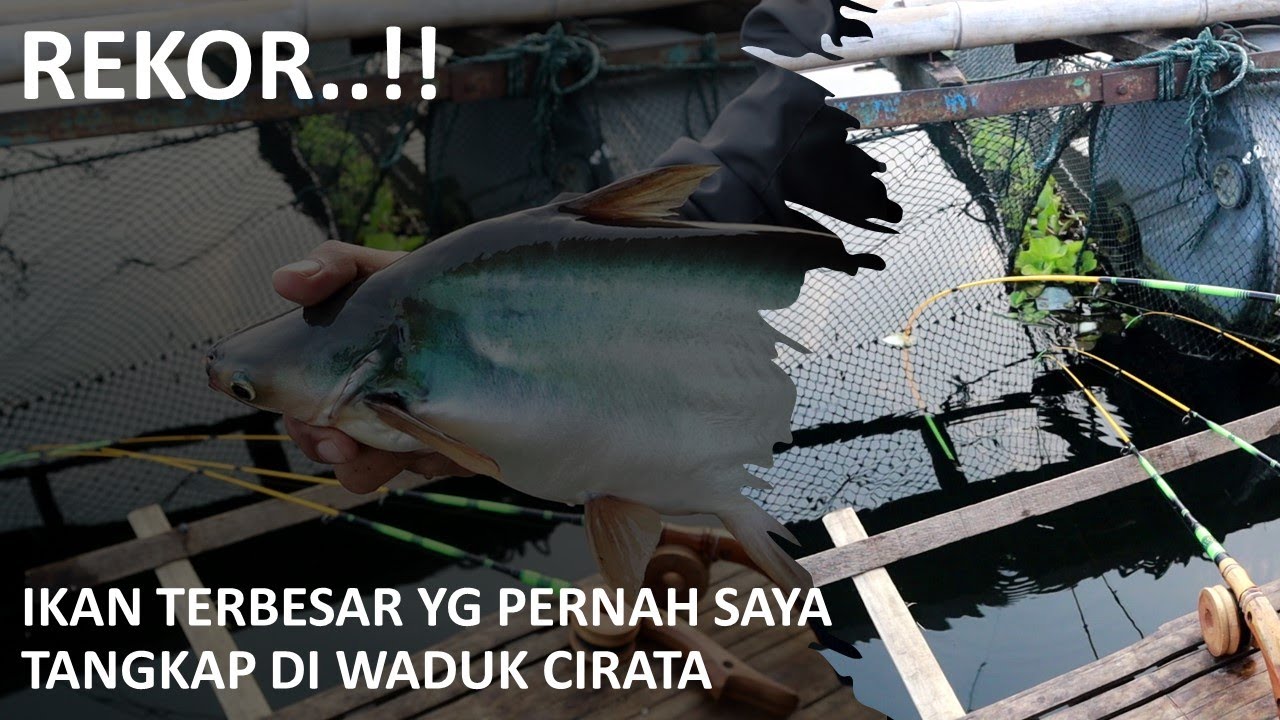 TARIKAN IKAN TERBESAR WADUK CIRATA YANG PERNAH SAYA TANGKAP || MANCING ...