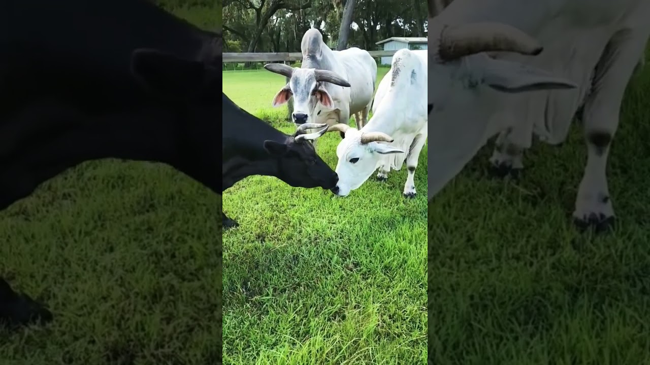 Cows Lick Each Other To Show Affection #cowlove - YouTube