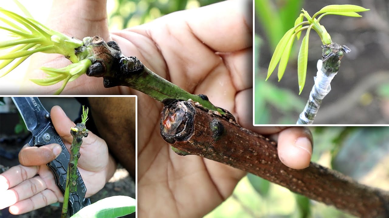 3 Awesome Grafting For Mango Plant - YouTube