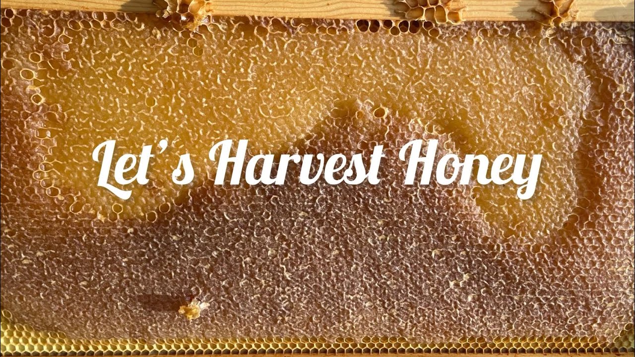 First Honey Harvest of the Year - YouTube