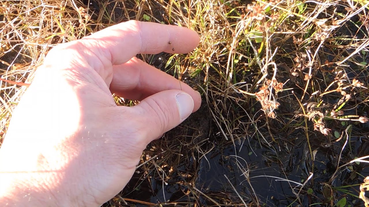 Juncus tenageia 201025 - YouTube