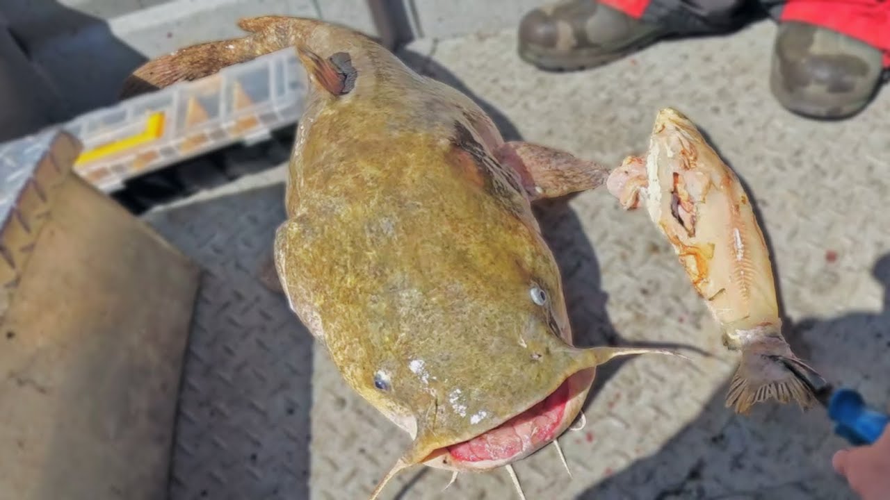 I CANNOT BELIEVE WHAT THIS FLATHEAD EAT!!!!! - YouTube