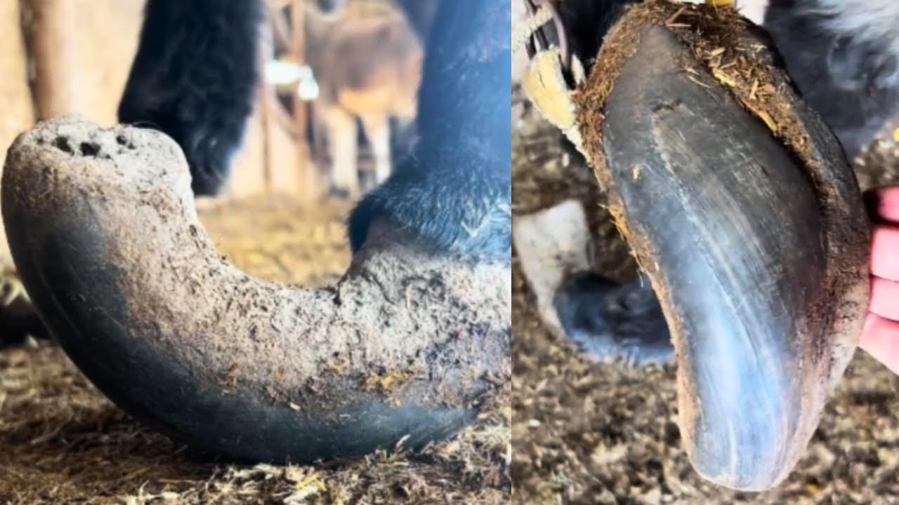 Donkey Hooves Haven't Been Trimmed For 8 Years! Bend The Hook And Turn ...