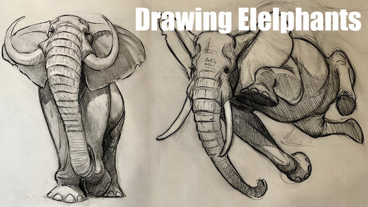 Live Stream: Drawing Elephants! - YouTube