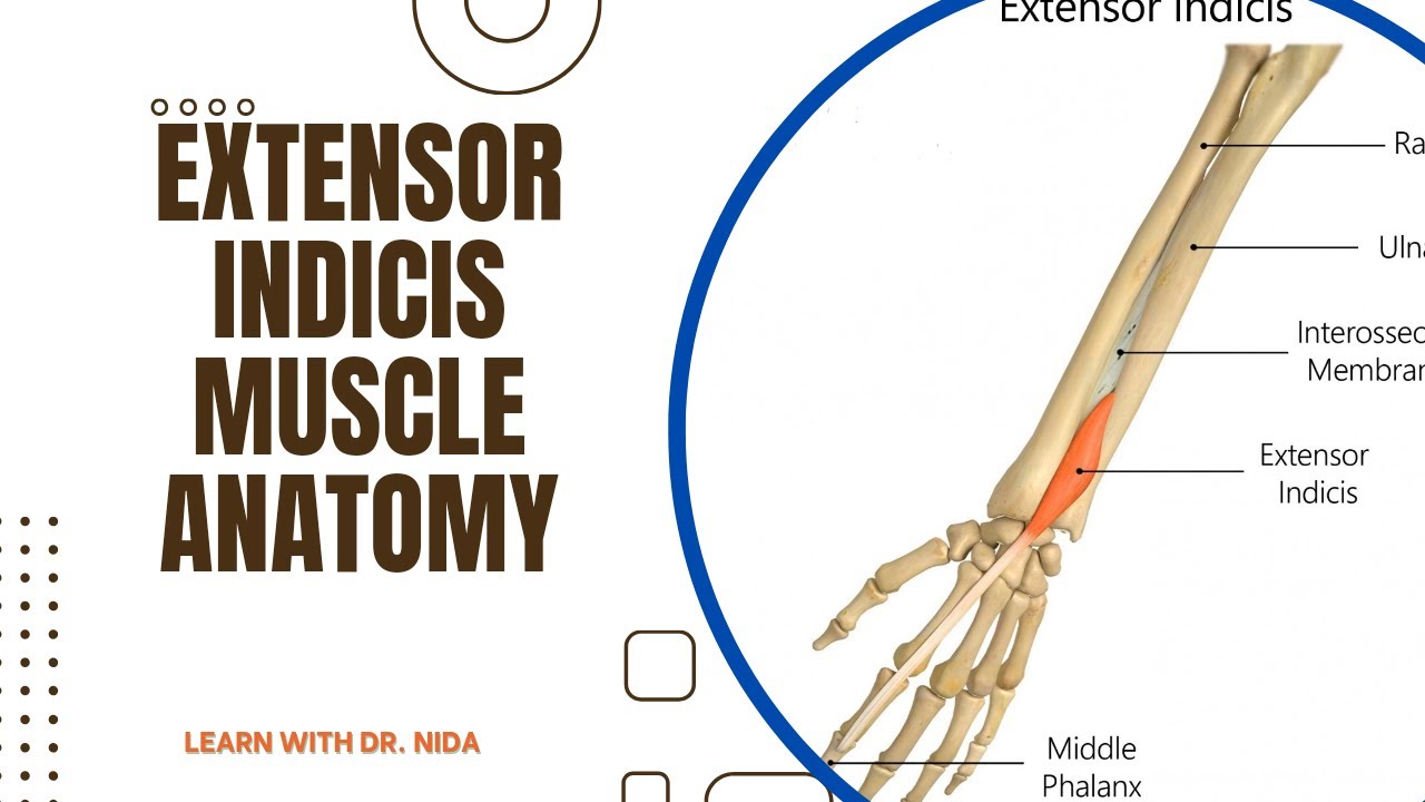 Extensor Indicis Muscle Anatomy | Anatomy Lecture Series - YouTube