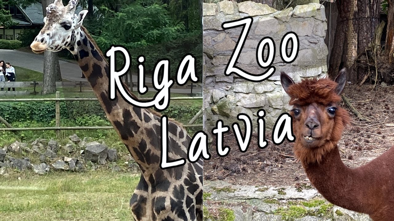 Riga Zoo. Latvia - YouTube