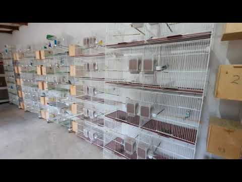 Tutuqusu papuqay fermasi tel 051-839-15-58