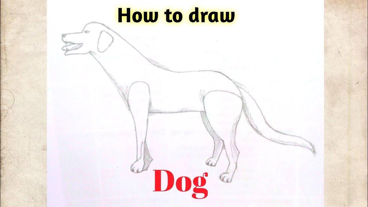 How to draw dog easy way for beginners - step by step || pencil sketch ...