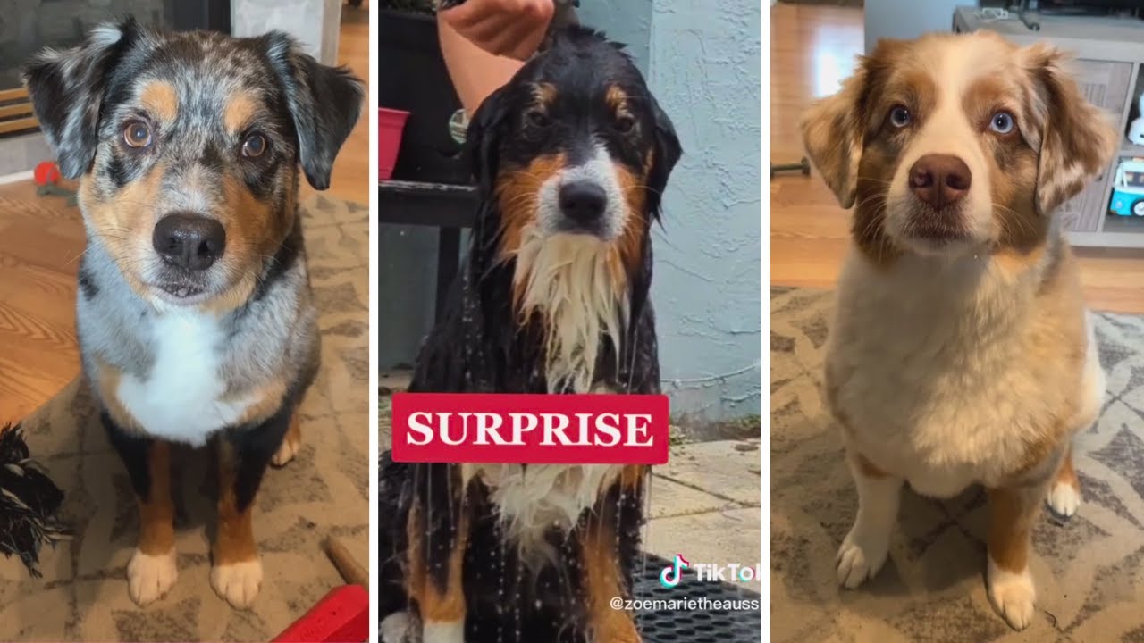 Laughing Guaranteed! 🐶 (Cute and Funny Dog Videos Compilation) 🤣 - YouTube