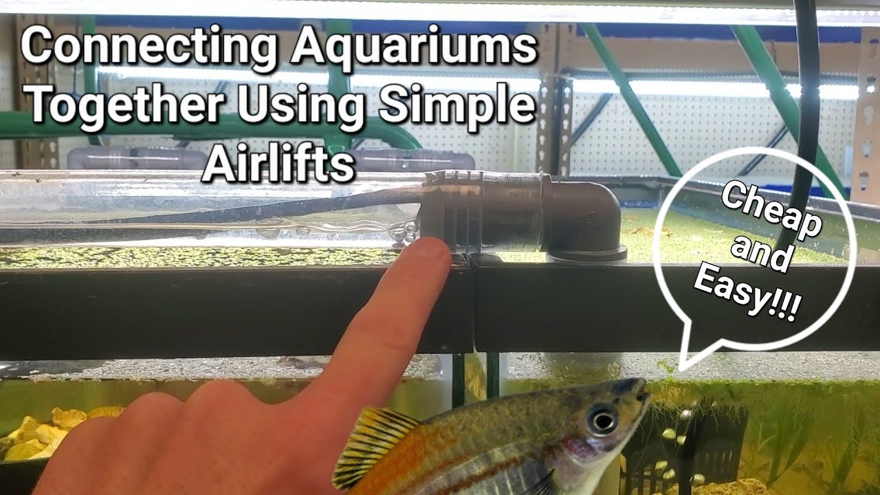 PART ONE Connecting Aquariums with a Simple Airlift - YouTube