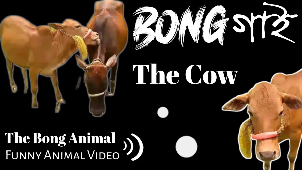 Bong guy | The Cow | Cute animals | The Bong Animal - YouTube