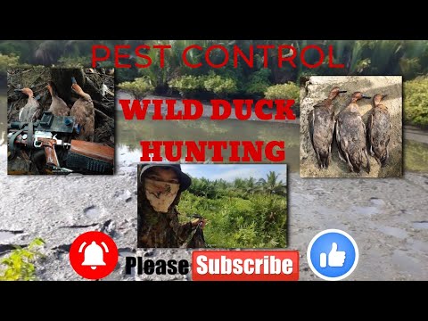 #pestcontrol (EP7) WILD DUCK HUNTING - YouTube