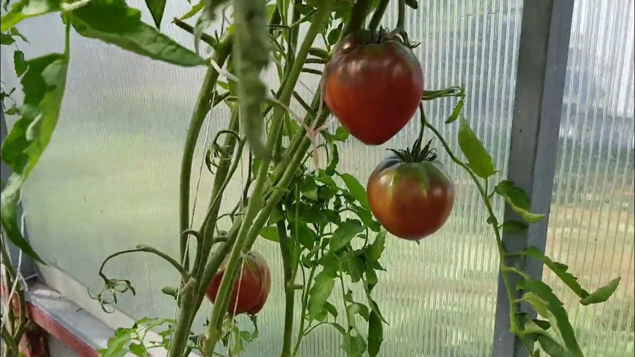 Сорт Черное сердце Бреда. Пока темная лошадка для меня. - YouTube
