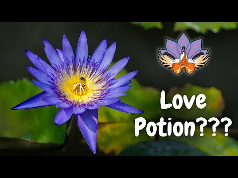 The Ancient Love Potion? Blue Lotus & Its Mysterious Effects - YouTube
