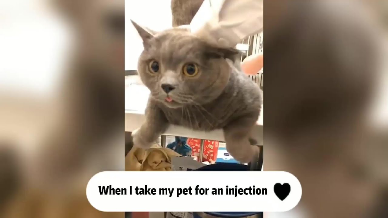 Funny video collection of cat and dog injection-Funny Animal Reaction ...