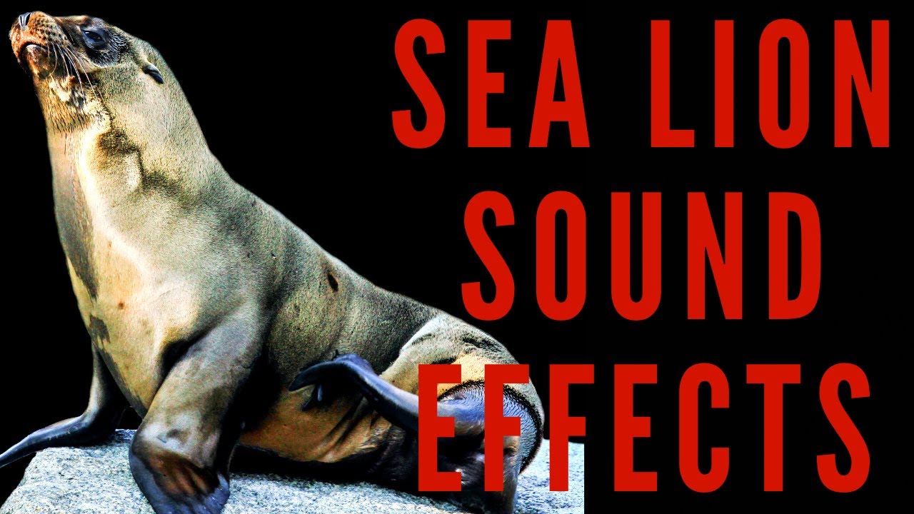SEA LION SOUND EFFECTS - Sea Lion Bark | Maktub_ytv - YouTube