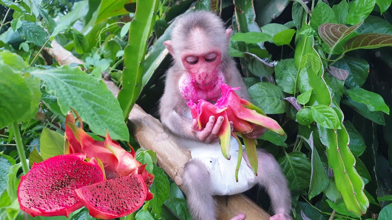 Very cute ! Baby monkey enjoys delicious fruit in the garden - YouTube