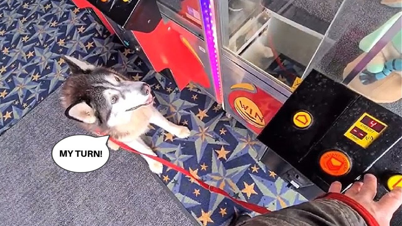 Husky Loves To Try Out New Games! - YouTube