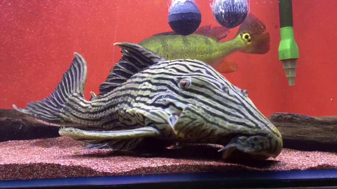 L27 Xingu pleco from Amazon - YouTube