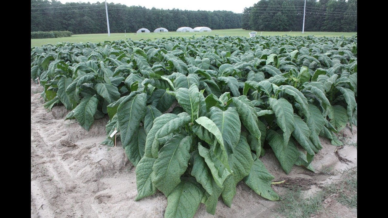 How to grow Dark fired Baccy In Tennessee / baccy Farming - YouTube