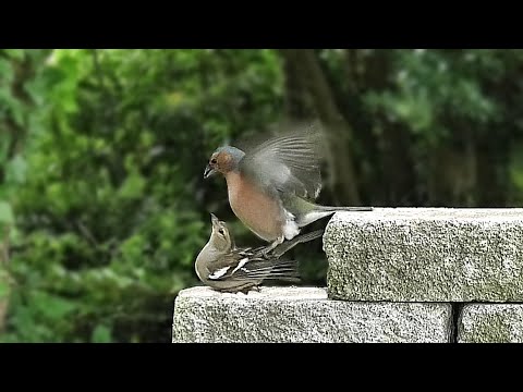 Chaffinch Birds Mating ~ Springtime at Last