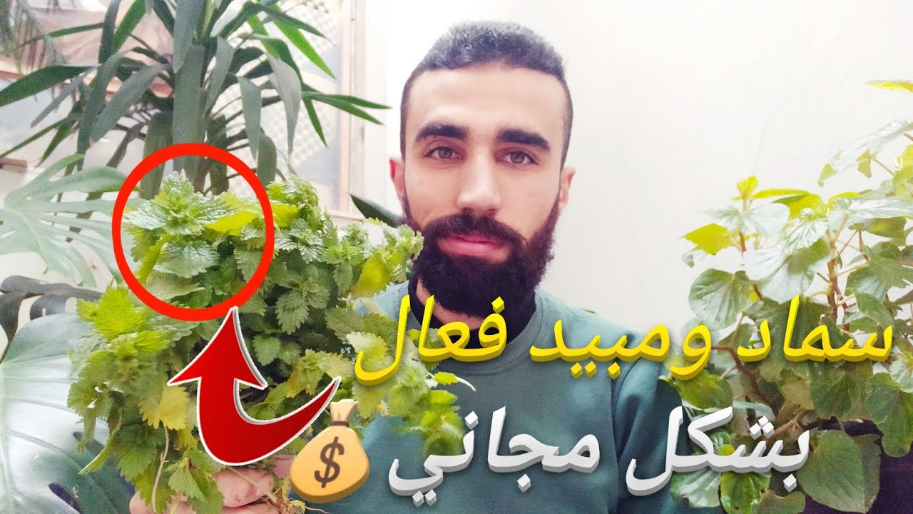 نبات القراص سماد طبيعي ومبيد حشري فعال Youtube